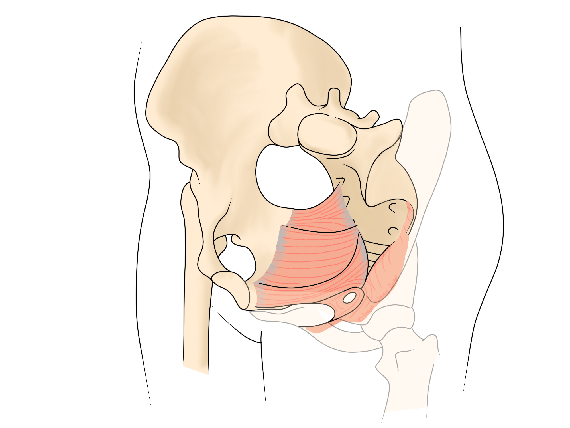 Osteopathy for the Pelvic Floor - Beverley Palmer Osteopath Dubai
